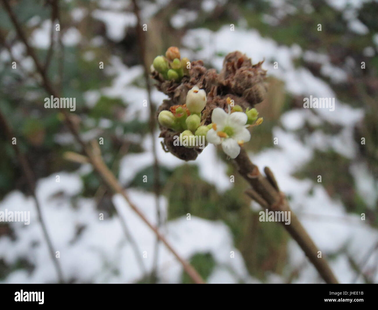 Viburnum lantana bird hi-res stock photography and images - Alamy