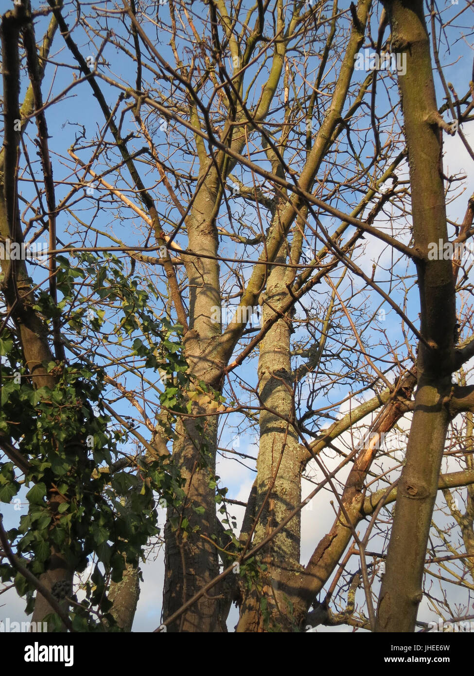 Distinctive broad shape hi-res stock photography and images - Alamy