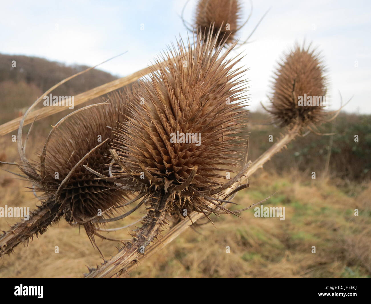 Spiky seed structure hi-res stock photography and images - Alamy