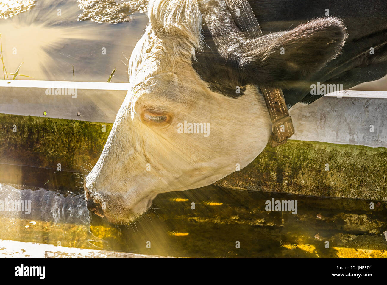 Modern cattle farming - cow drink water Stock Photo - Alamy