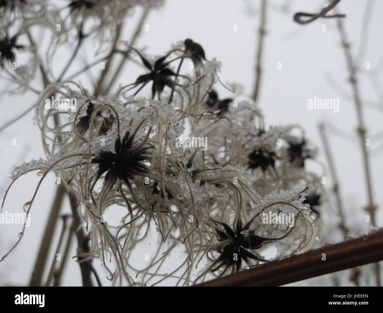 Invasive climber [climbing plant] hi-res stock photography and images ...
