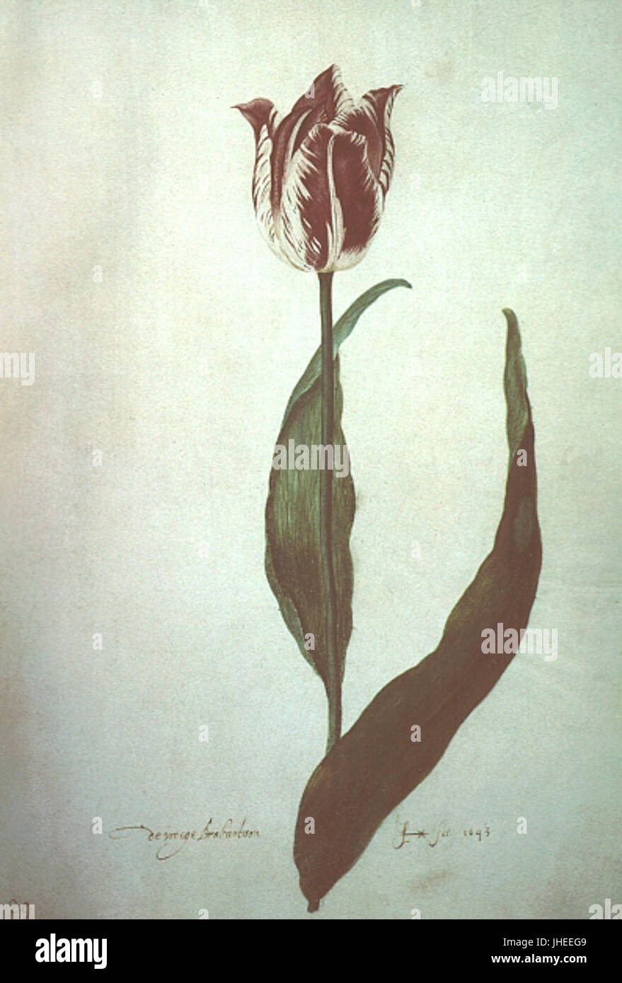 Judith Leyster - tulip book folio 29 - 1643 Stock Photo - Alamy