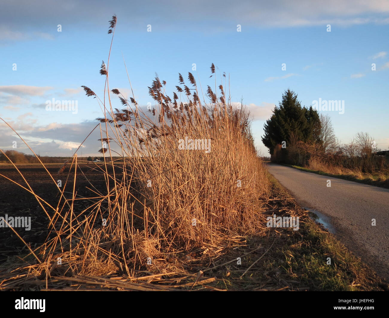 Common reed invasive plant species hi-res stock photography and images ...