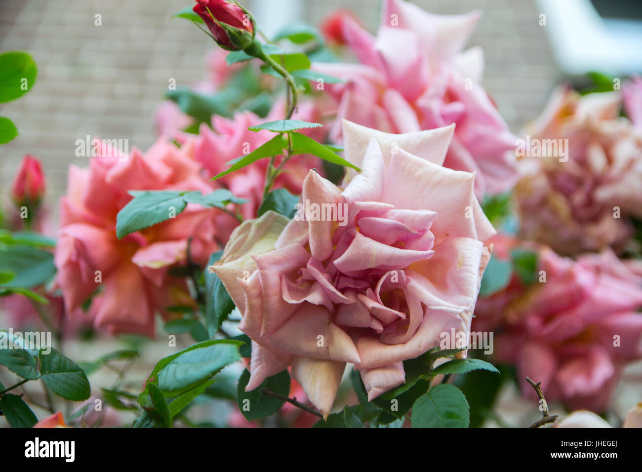 Urban Rose Plant Stock Photo - Alamy