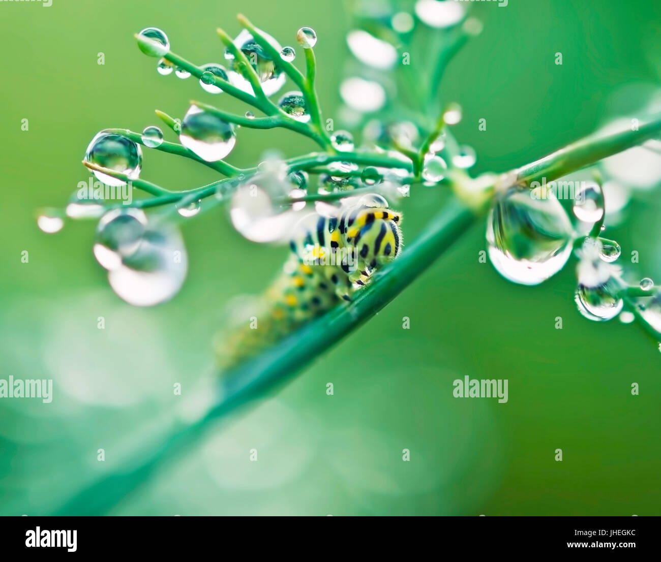 Eating insects hi-res stock photography and images - Alamy