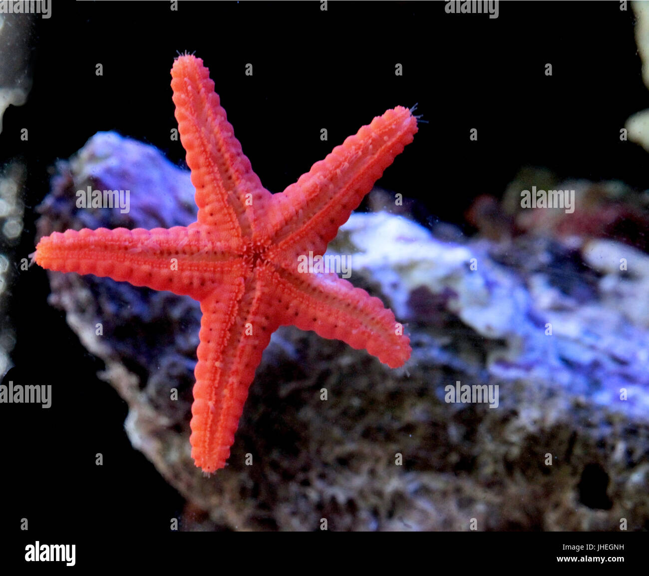Starfish underwater picture hi-res stock photography and images - Alamy