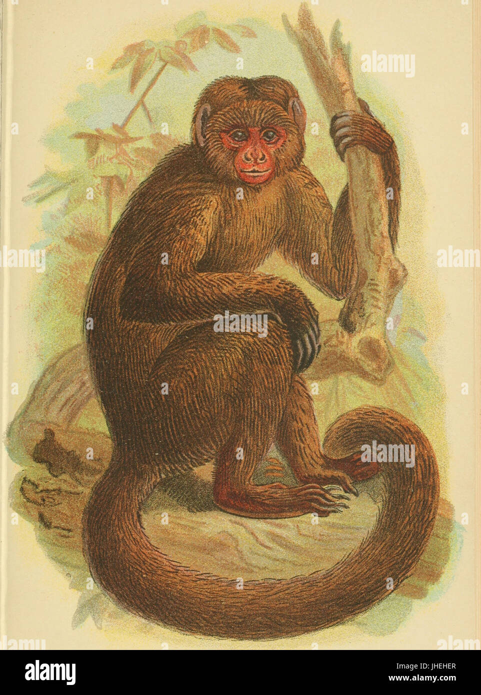 Handbook to the Primates (1896) Plate 21 Stock Photo - Alamy