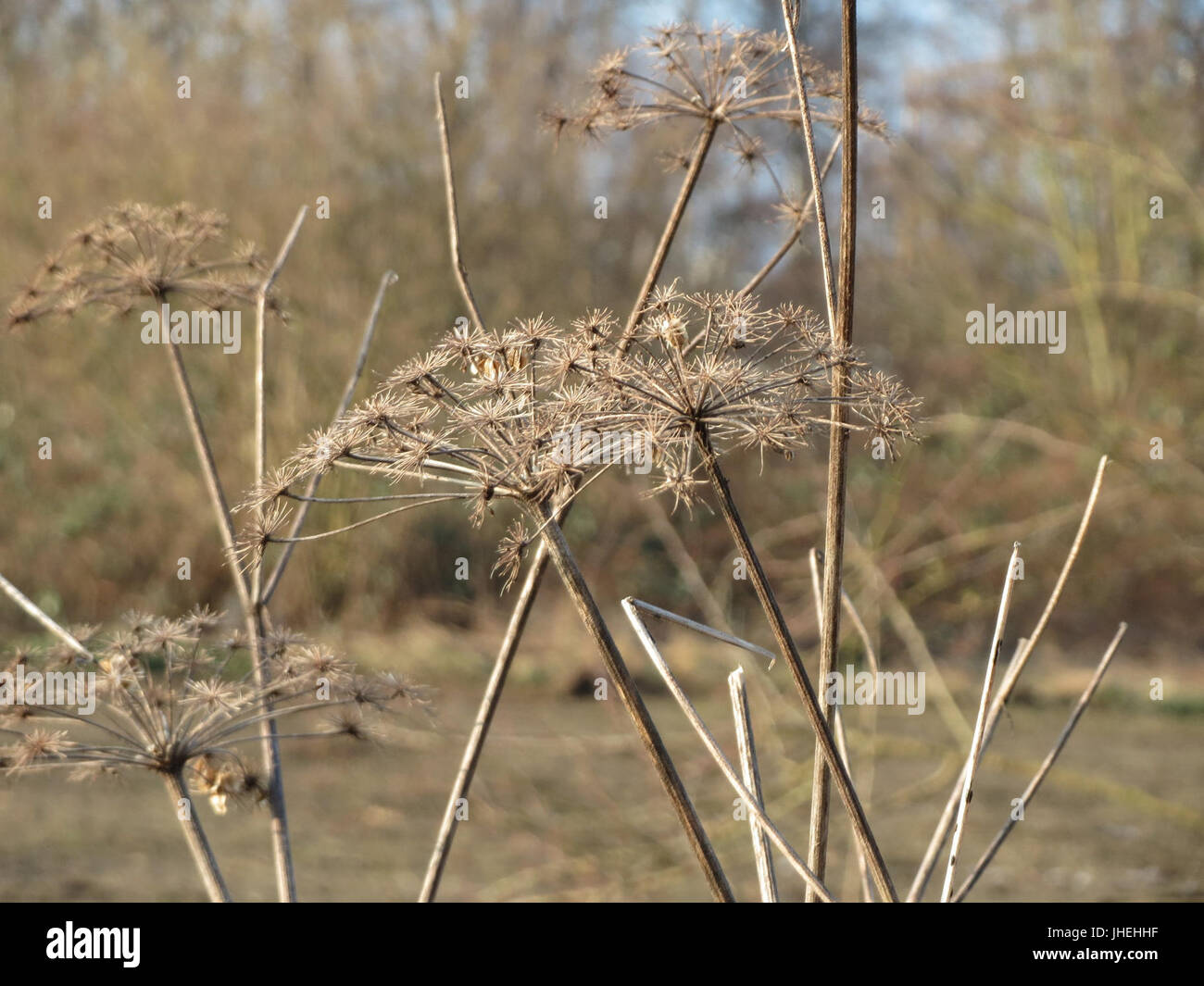 Hogweed identification hi-res stock photography and images - Alamy