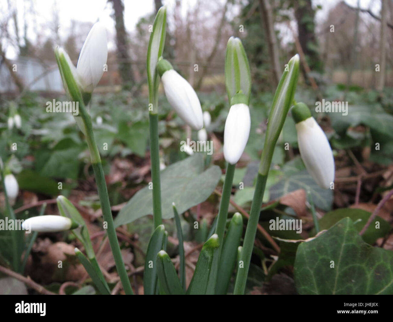 Galanthus nivalis illustration hi-res stock photography and images - Alamy