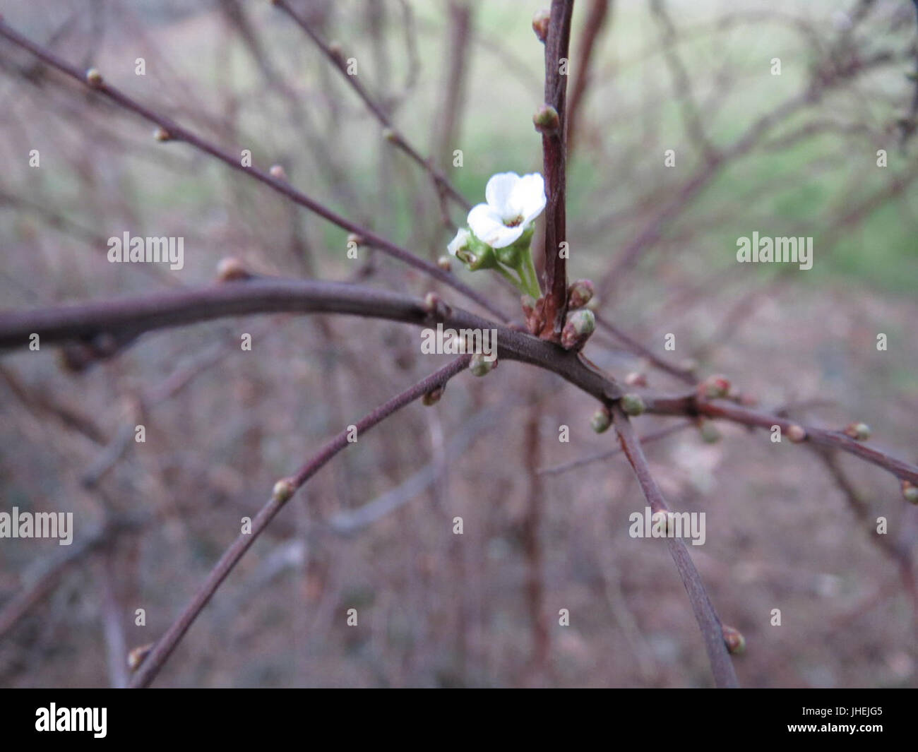 Shrub characteristics hi-res stock photography and images - Alamy