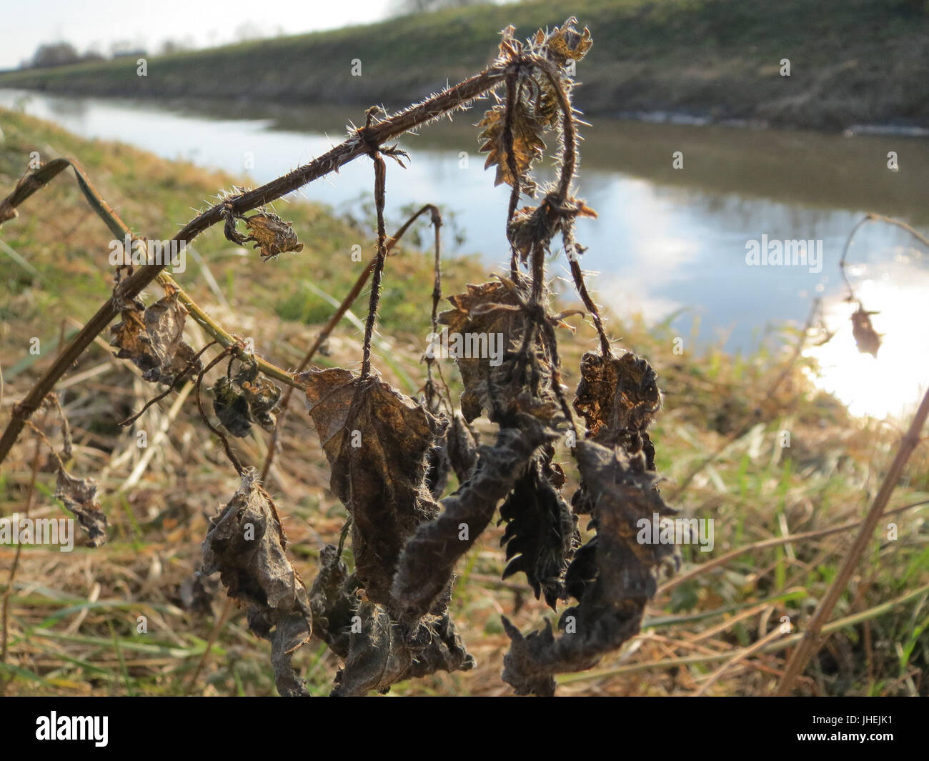Urtica dioica, commonly known as stinging nettle, is a perennial plant ...