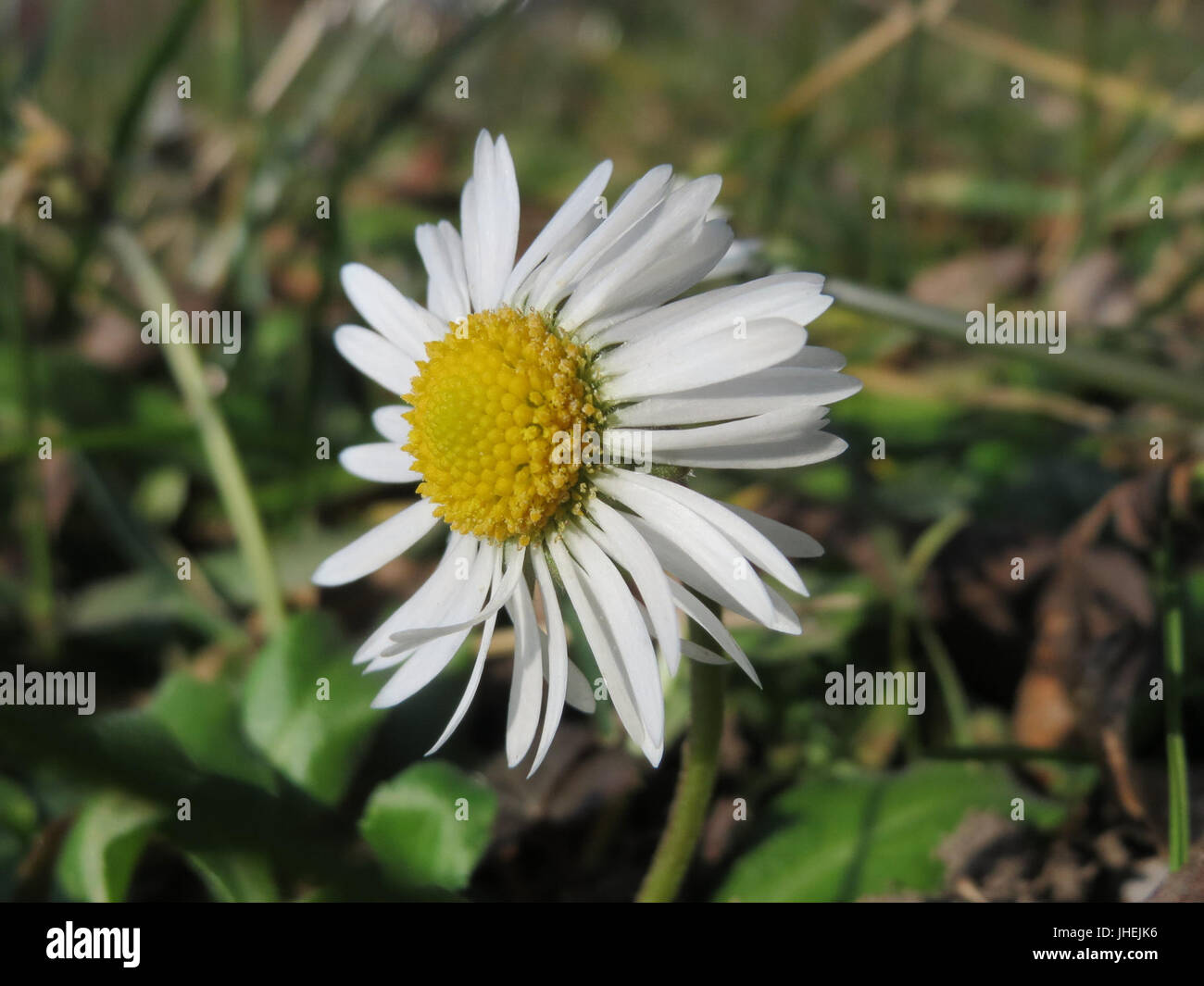 Bellis perennis common european species hi-res stock photography and ...