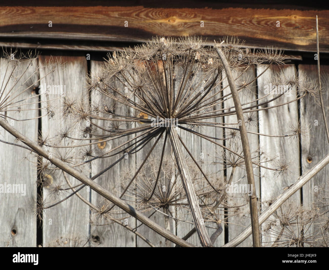 A close-up image of Heracleum mantegazzianum, commonly known as Giant ...