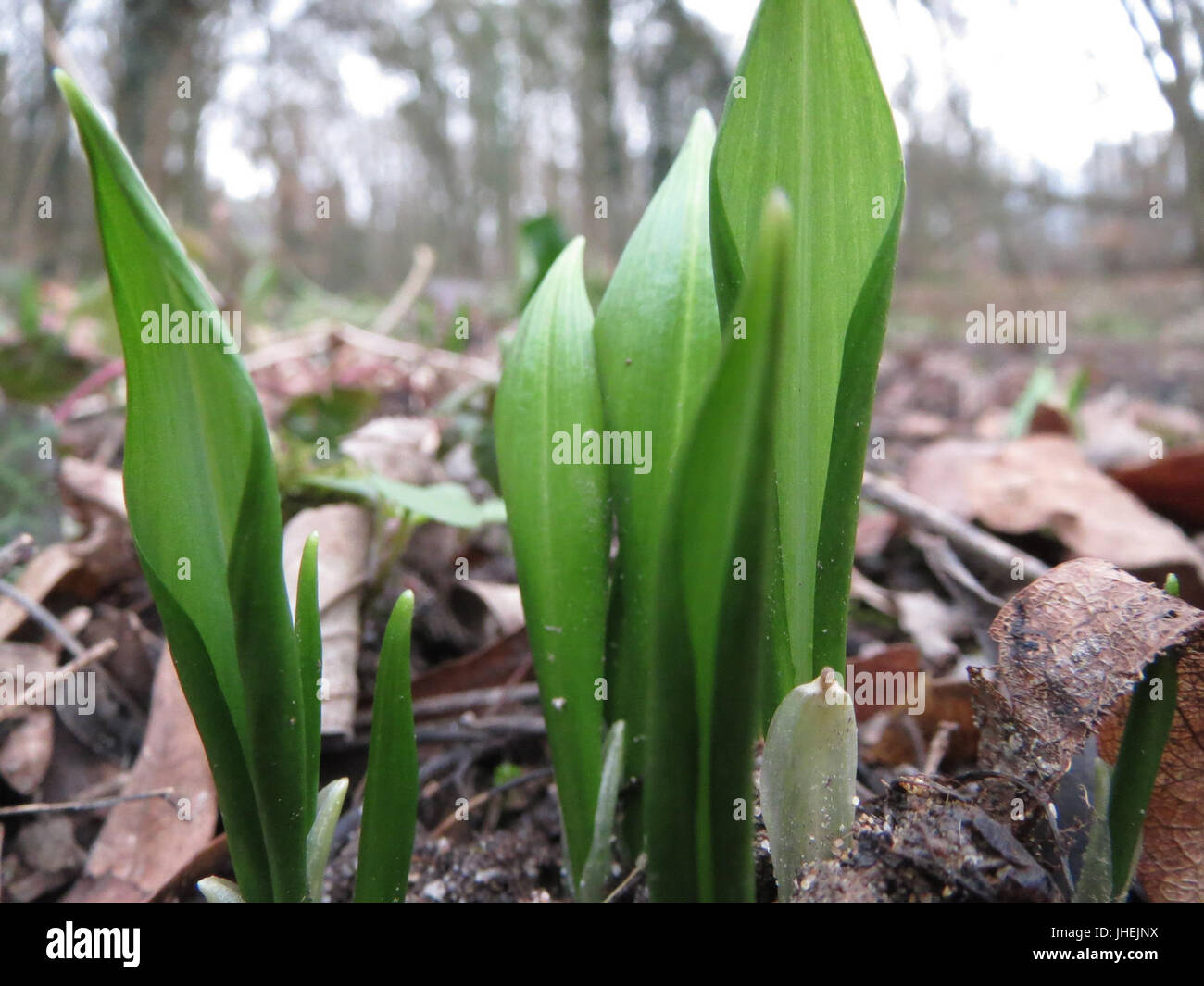 Foraging guide wild garlic habitat hi-res stock photography and images ...
