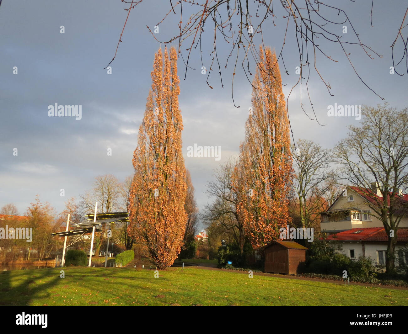 Robur fastigiata hi-res stock photography and images - Alamy