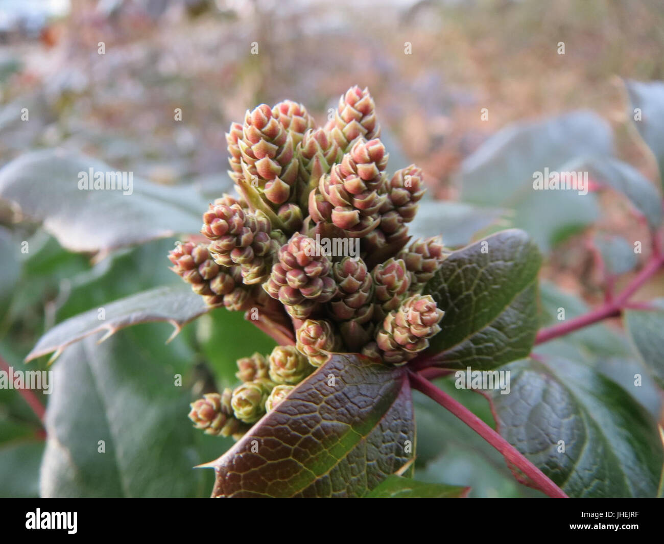 Grape taxonomy hi-res stock photography and images - Alamy