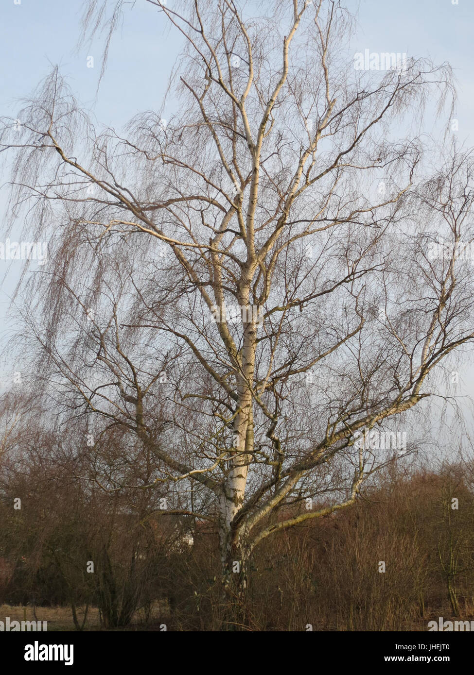 This image shows a Betula pendula, commonly known as the silver birch ...