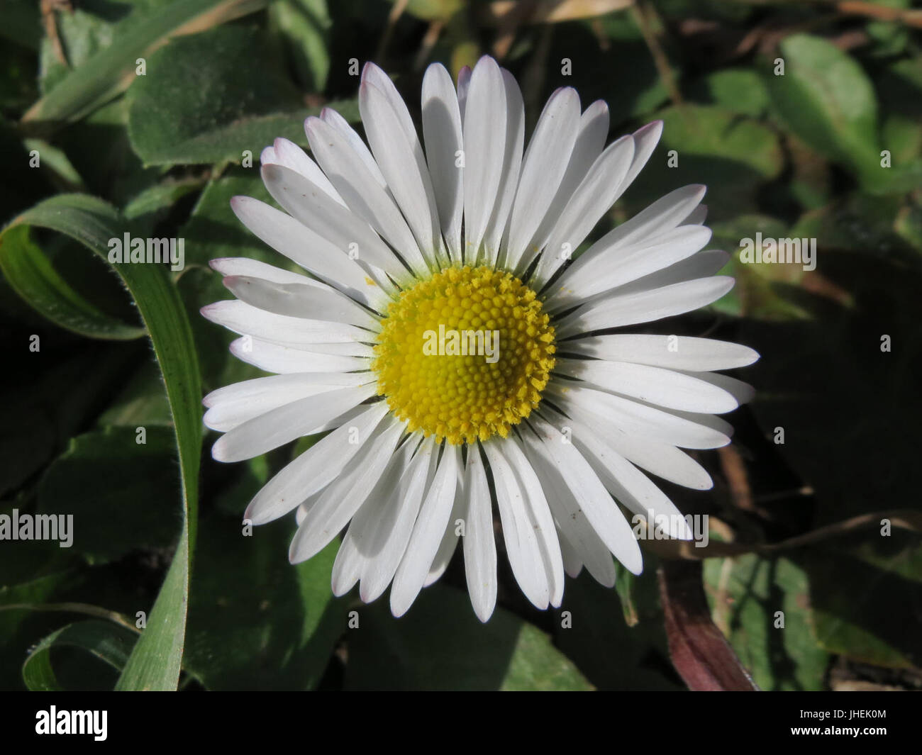 Bellis perennis common european species hi-res stock photography and ...