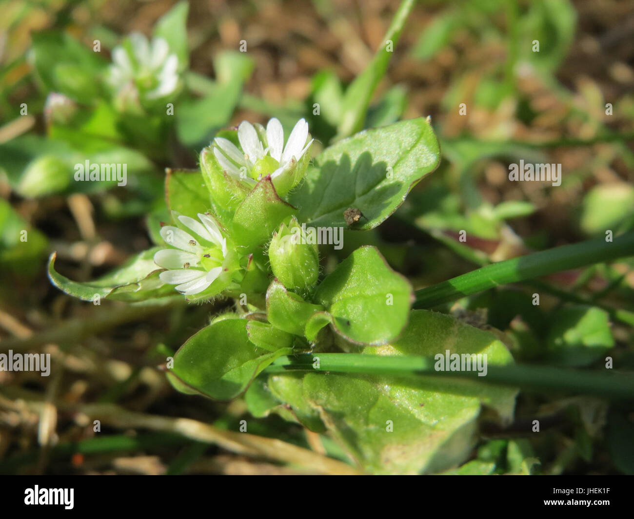 Chickweed stellaria media annual weed hi-res stock photography and ...