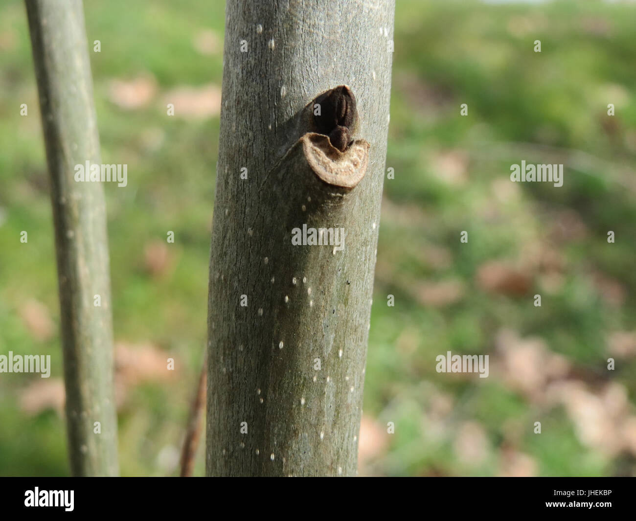 Ash tree characteristics hi-res stock photography and images - Alamy