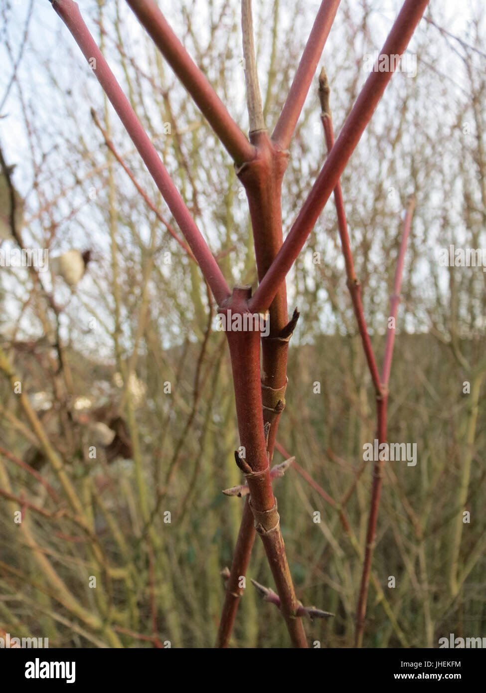 Bloodtwig dogwood cornus sanguinea hi-res stock photography and images ...