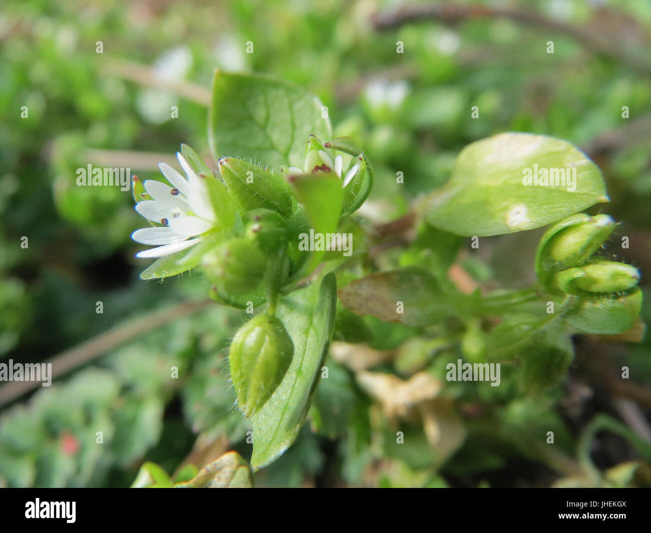 Botanical illustration of stellaria media hi-res stock photography and ...