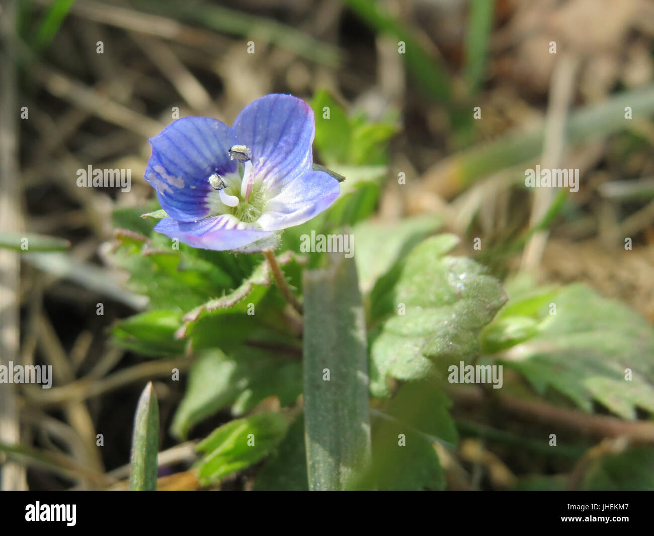 Veronica persica common speedwell hi-res stock photography and images ...
