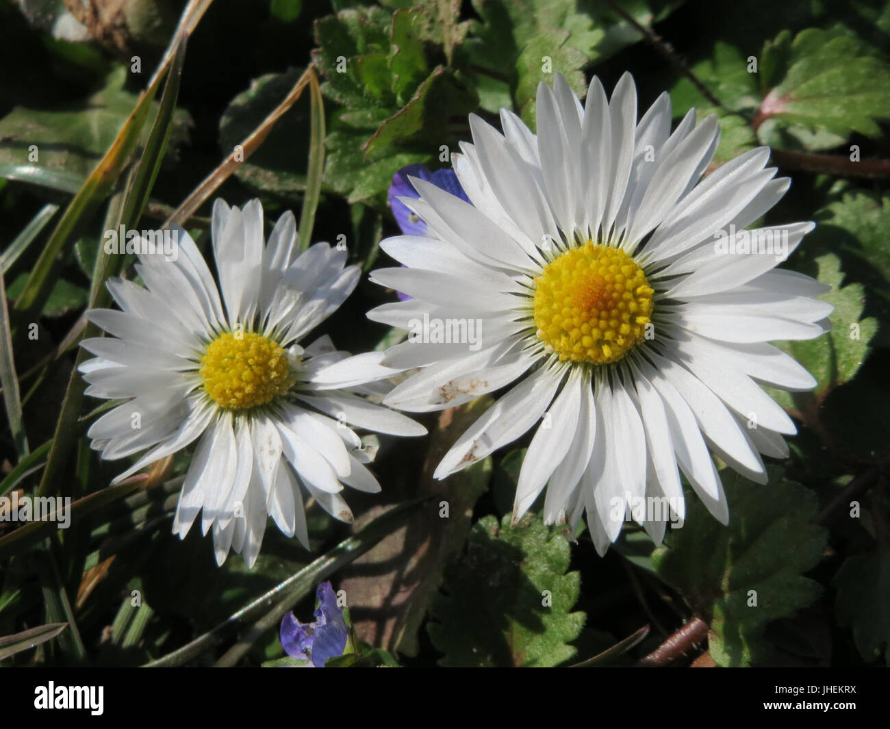 Bellis perennis common european species hi-res stock photography and ...