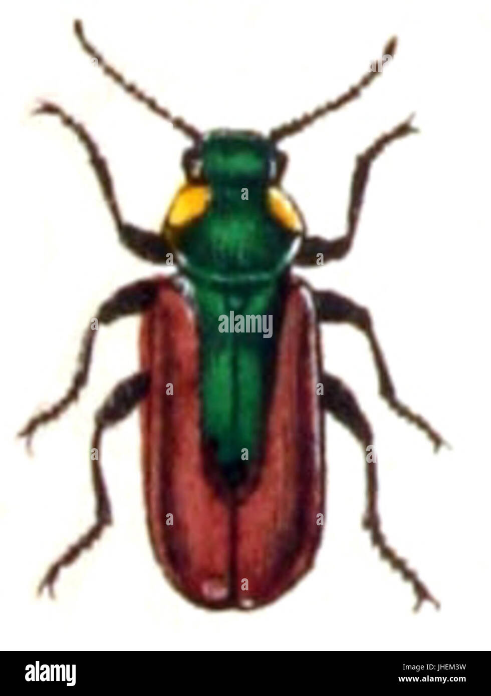 Malachius species hi-res stock photography and images - Alamy