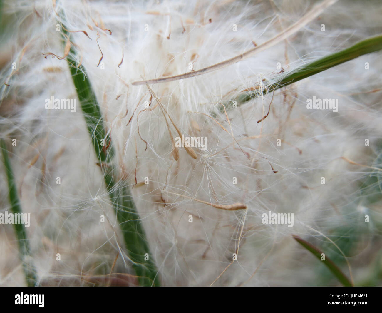 Cattail parts hi-res stock photography and images - Alamy