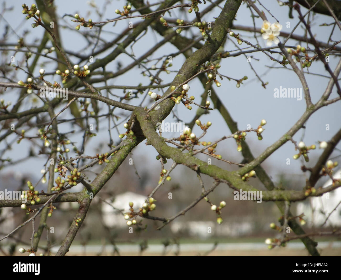 Prunus cerasifera, commonly known as the cherry plum, is a species of ...