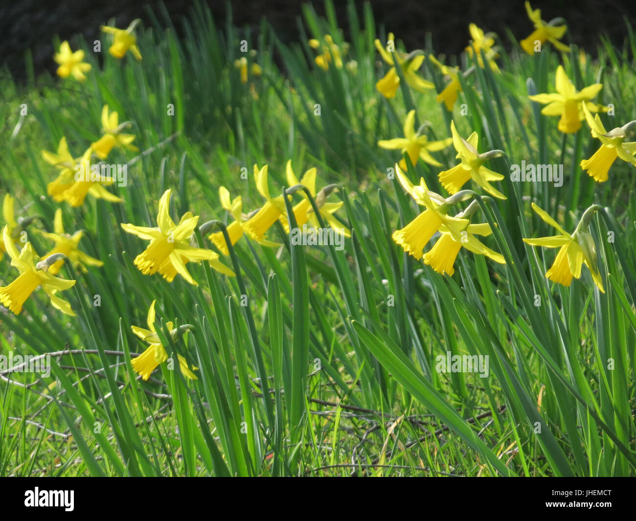 Daffodil narcissus species flowering hi-res stock photography and ...