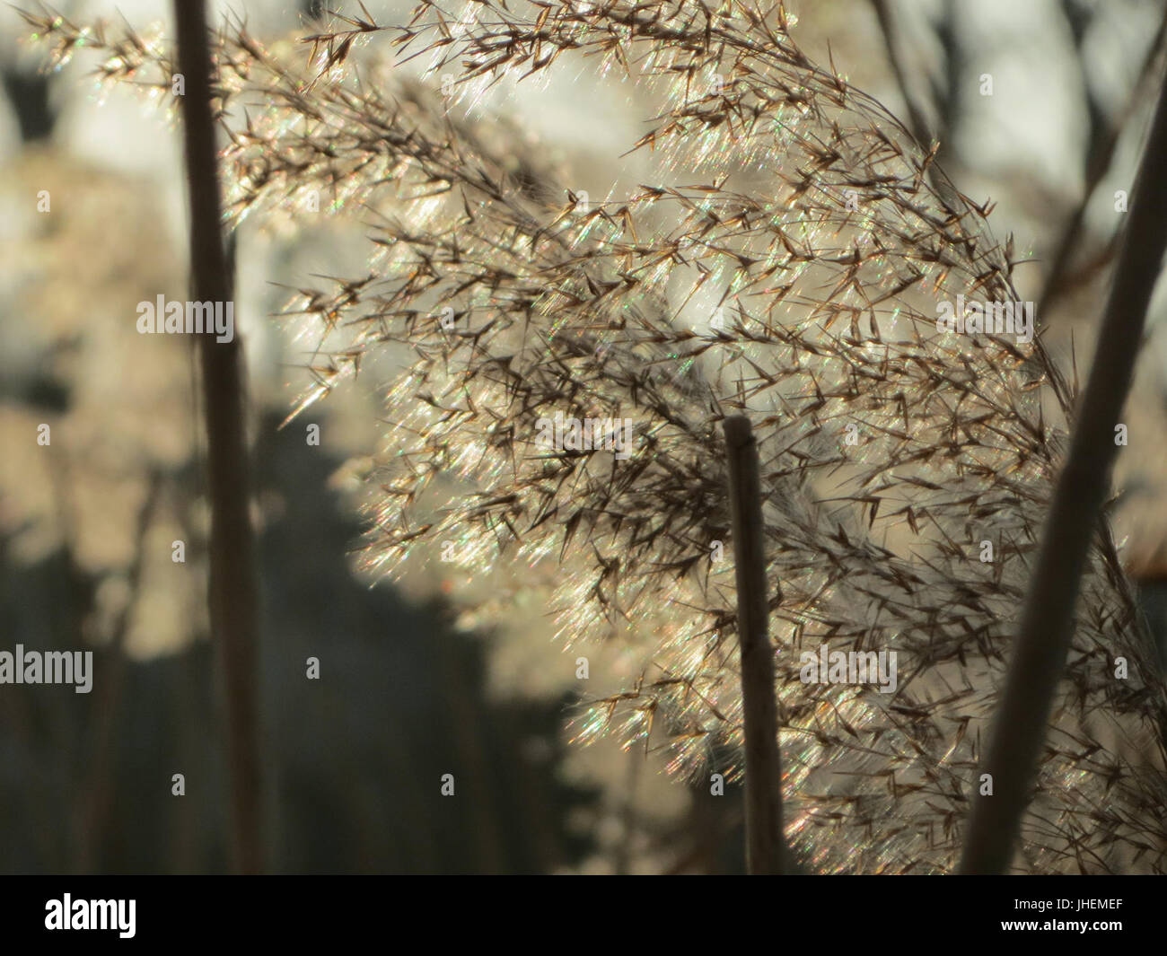 Common reed invasive plant species hi-res stock photography and images ...