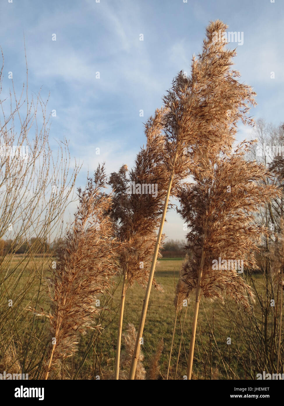 A reference to *Phragmites australis*, commonly known as common reed, a ...