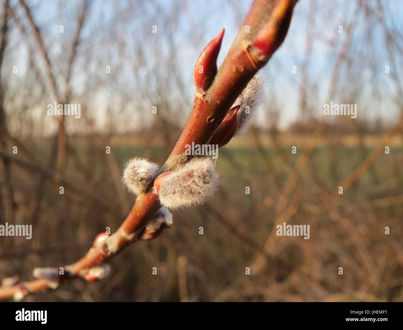 Willow identification hi-res stock photography and images - Alamy