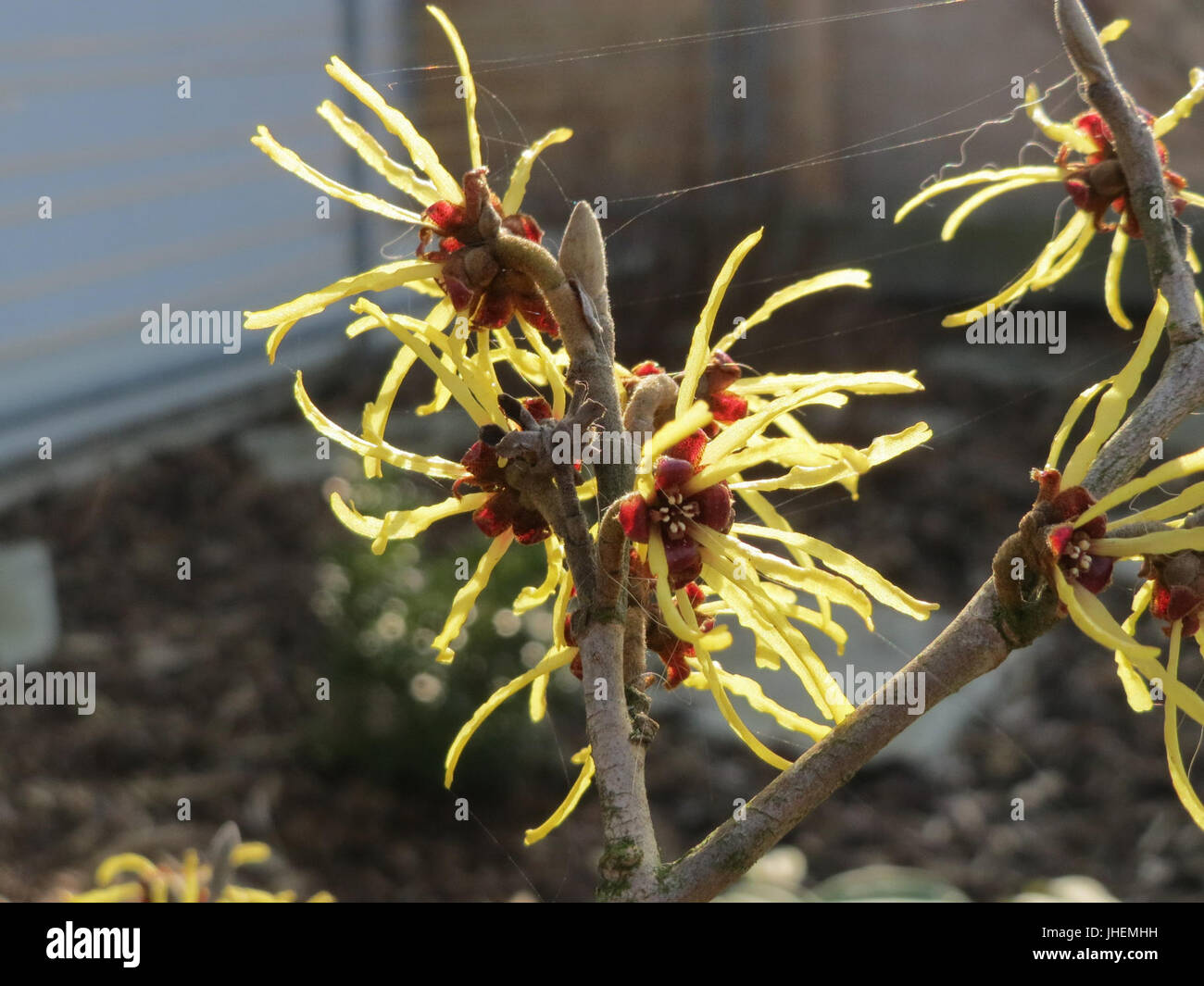 North american native witch hazel hi-res stock photography and images ...