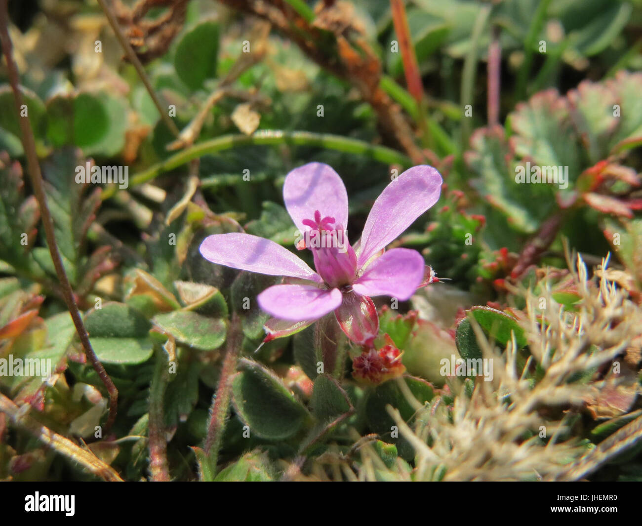 'Erodium cicutarium' is a plant species, commonly known as redstem ...
