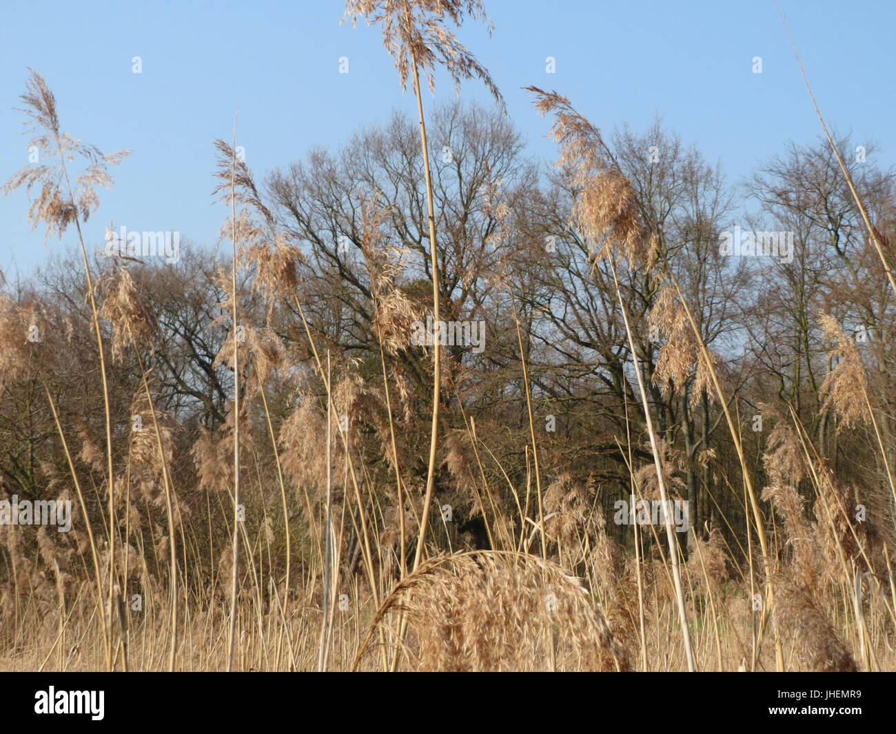 Common reed invasive plant species hi-res stock photography and images ...