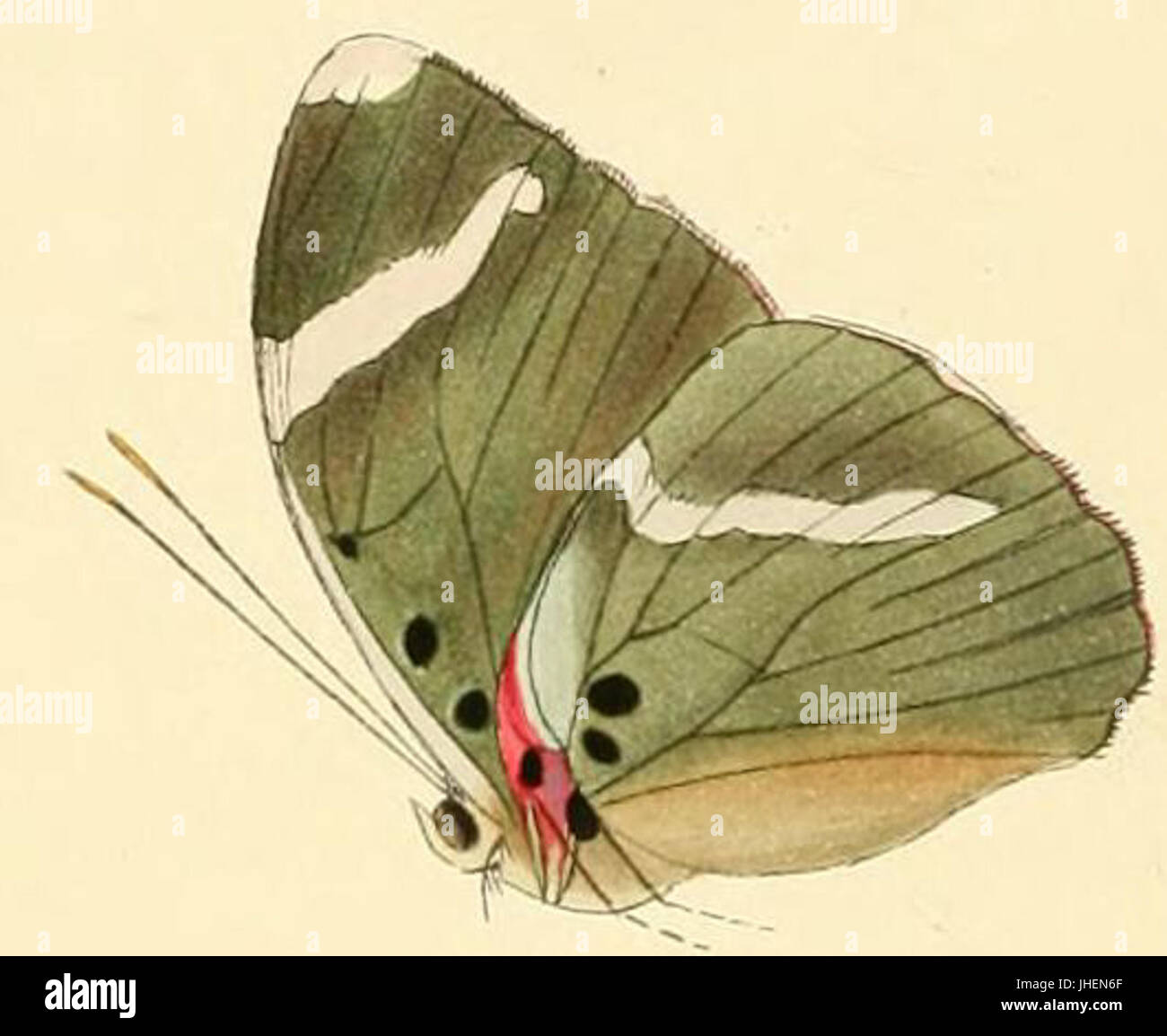 Luperca hi-res stock photography and images - Alamy