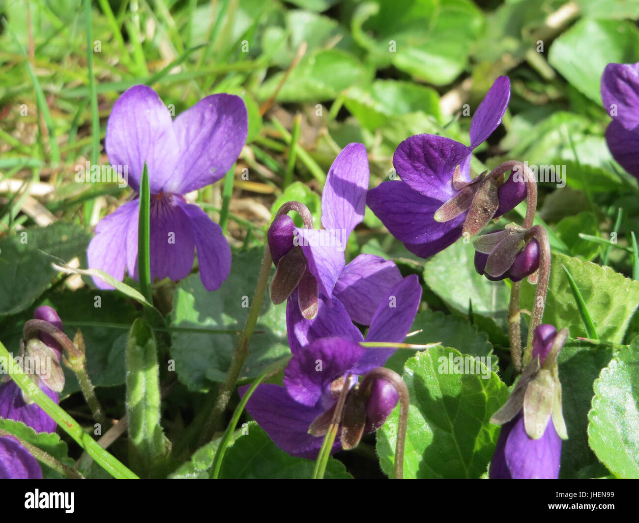 Sweet violets history hi-res stock photography and images - Alamy