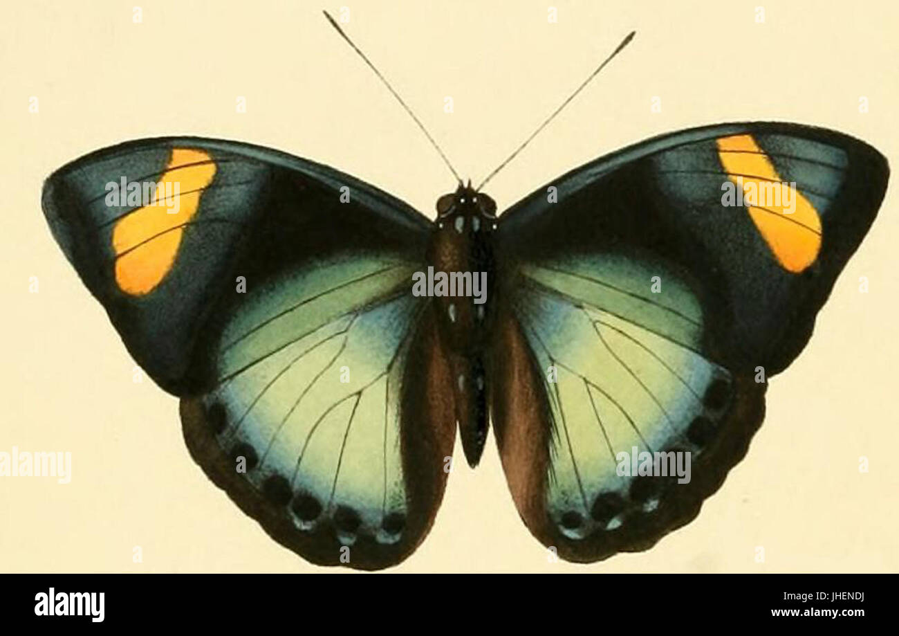 Euphaedra Stock Photos & Euphaedra Stock Images - Alamy