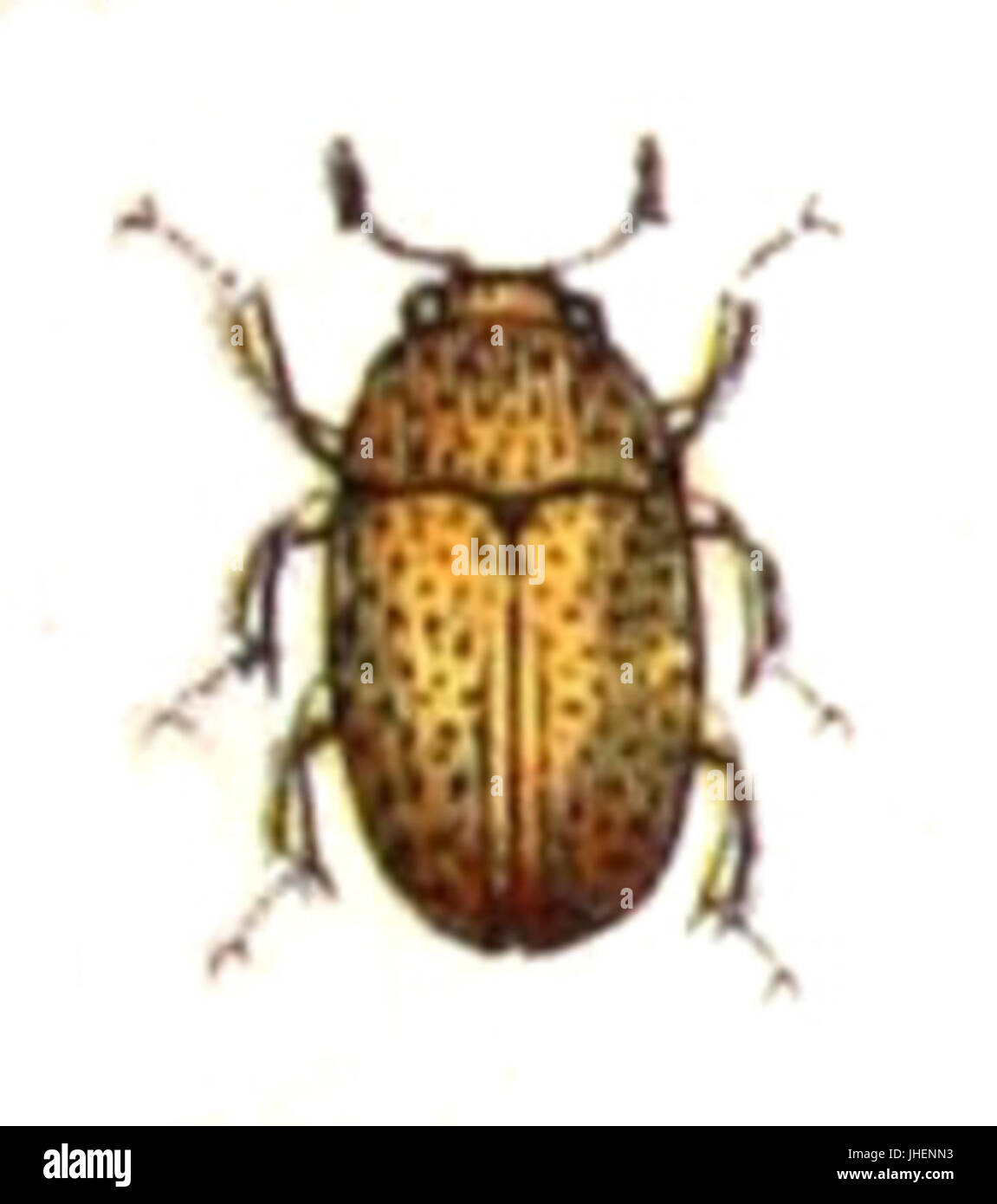 Hydnobius hi-res stock photography and images - Alamy