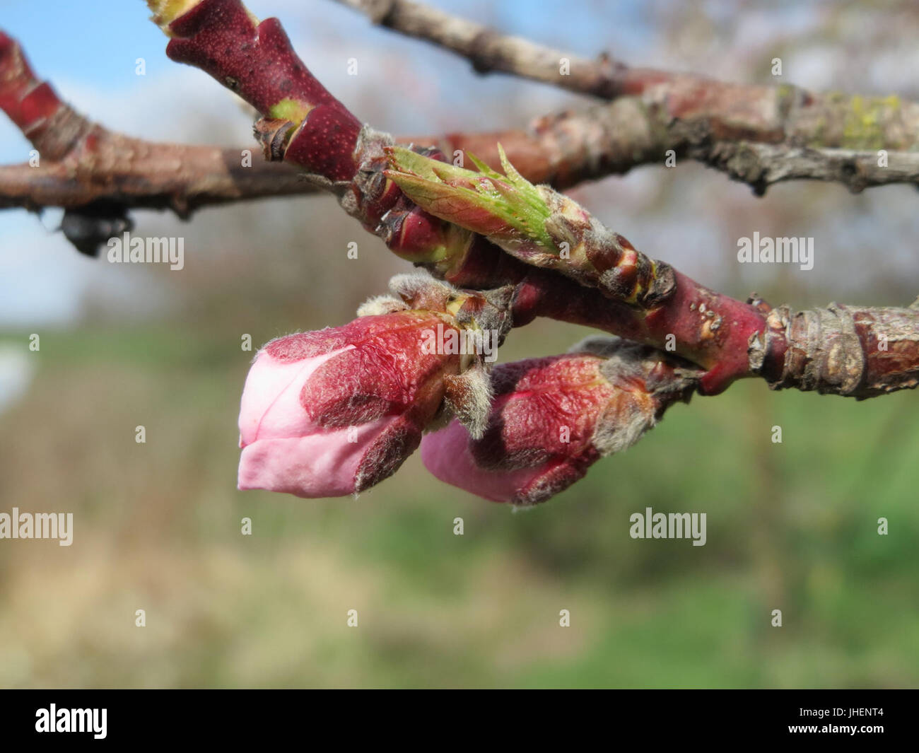 Almond tree growth stages hi-res stock photography and images - Alamy