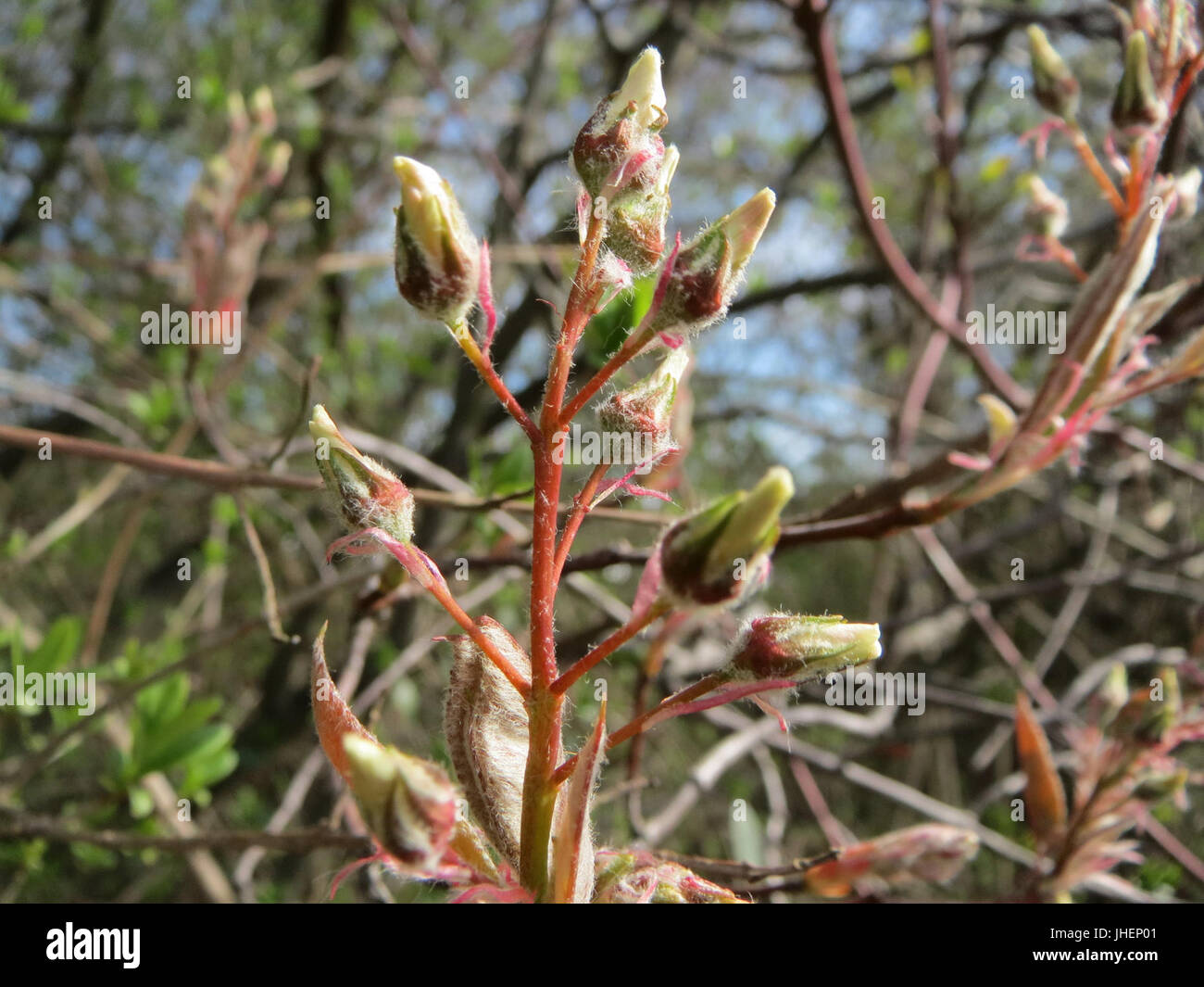 Juneberry bird hi-res stock photography and images - Alamy