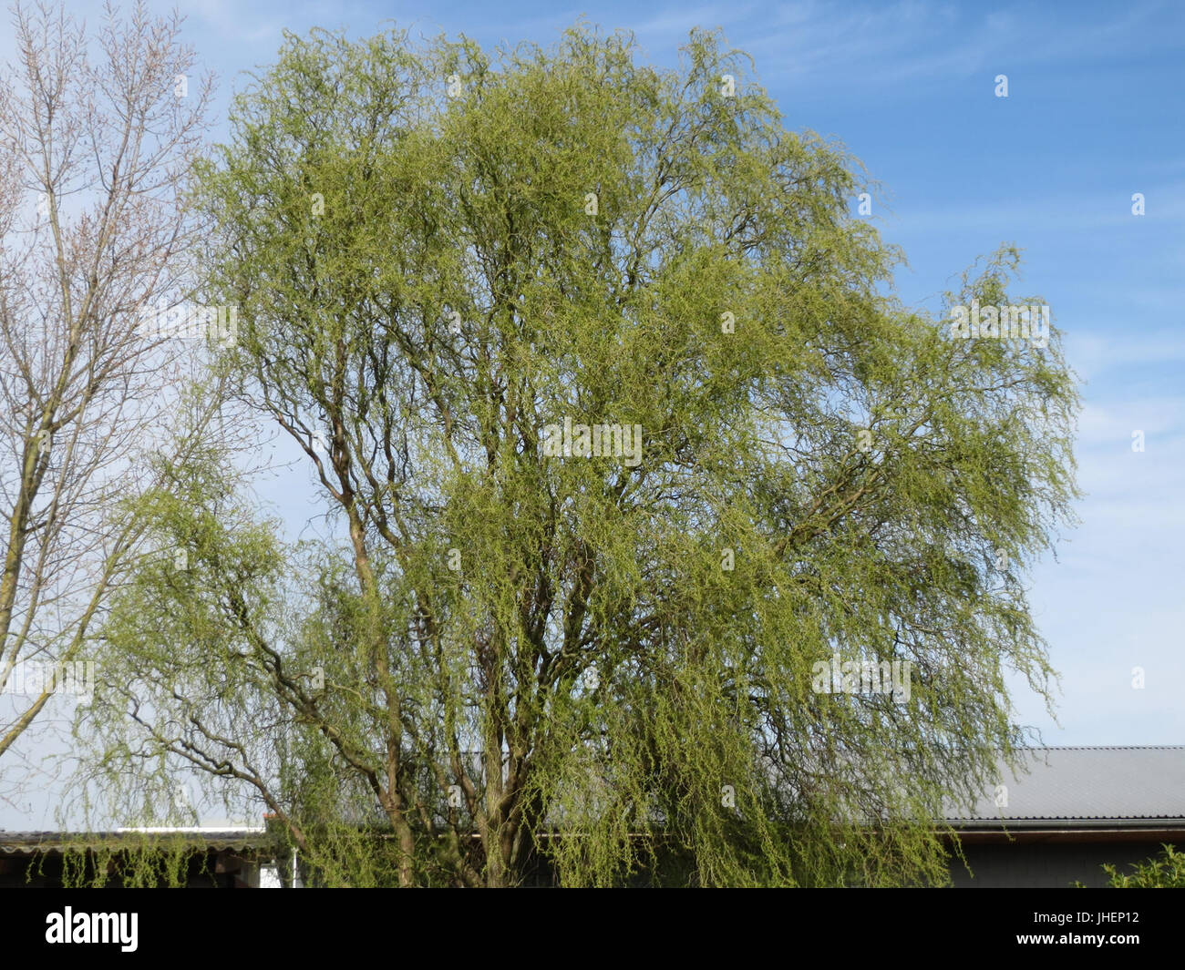 20150407Salix matsudana tortuosa2 Stock Photo - Alamy