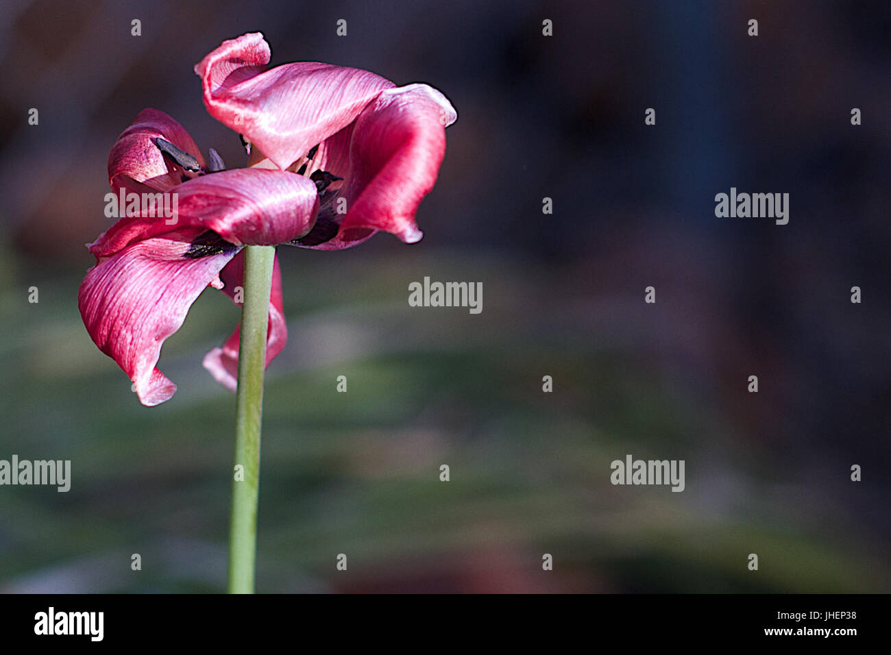 Disheveled appearance hi-res stock photography and images - Alamy