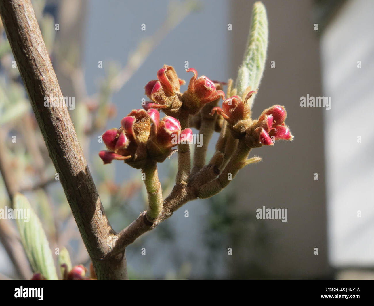 North american native witch hazel hi-res stock photography and images ...