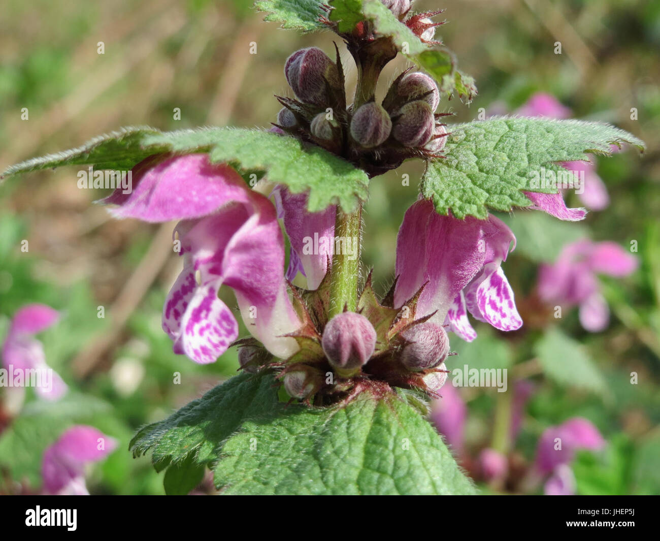 Lamium maculatum botanical illustration hi-res stock photography and ...
