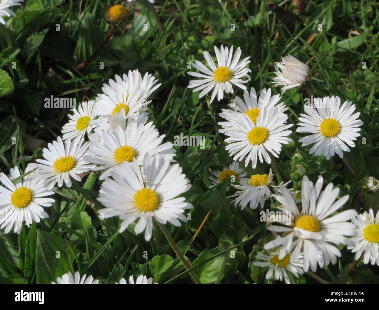 Bellis perennis daisy flower hi-res stock photography and images - Alamy