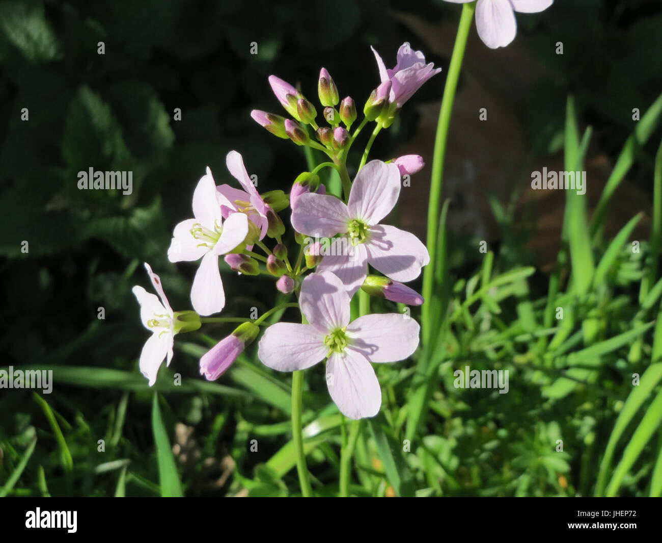 Purple cowslip hi-res stock photography and images - Alamy